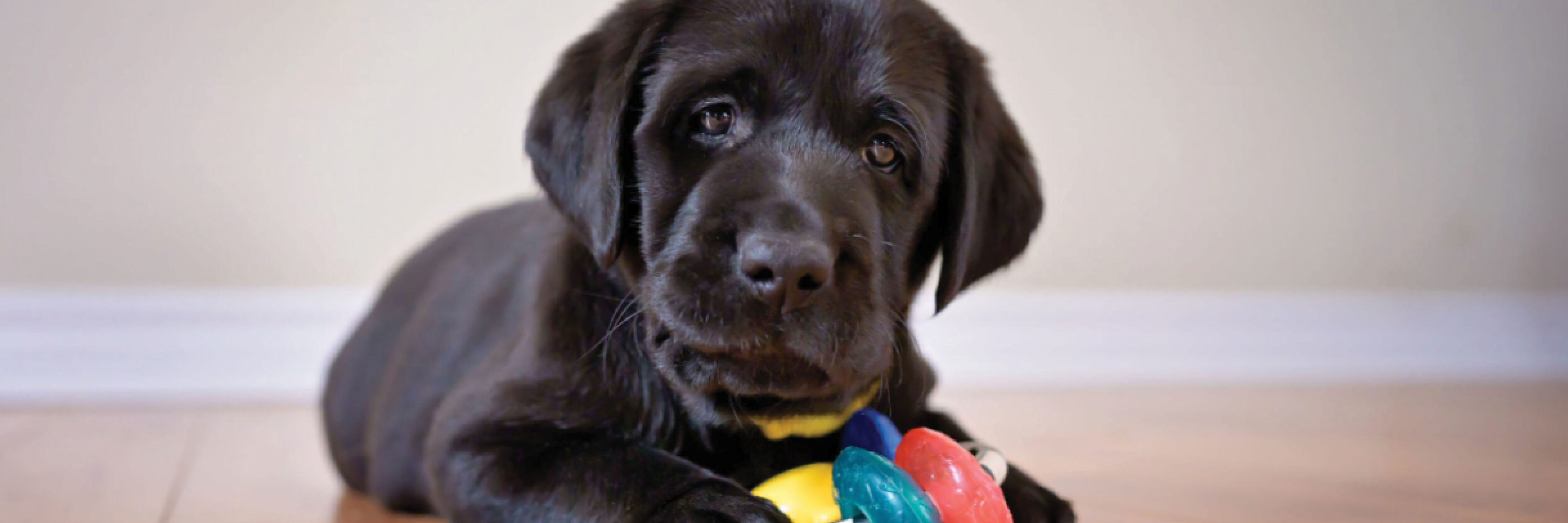 Sit, Stay, Succeed: Dog training made simple, from the experts at CNIB ...