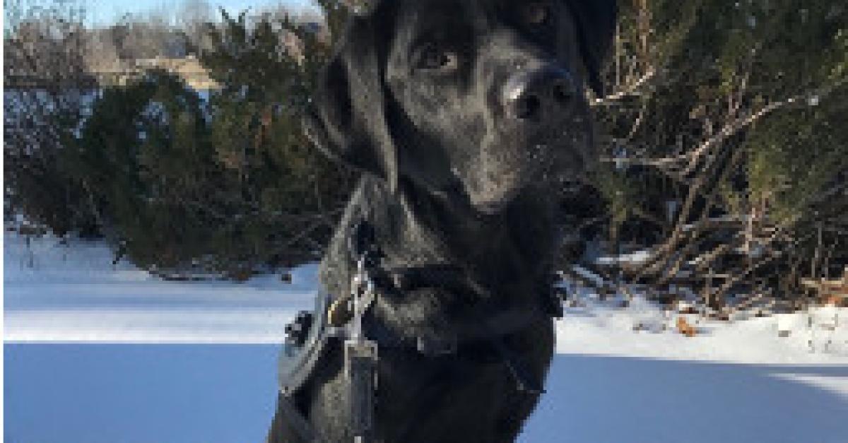 Inside Scoop: Training a future CNIB Guide Dog | CNIB