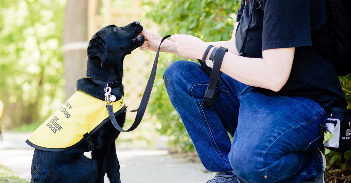 Puppy Pointers: Training with positive reinforcement | CNIB