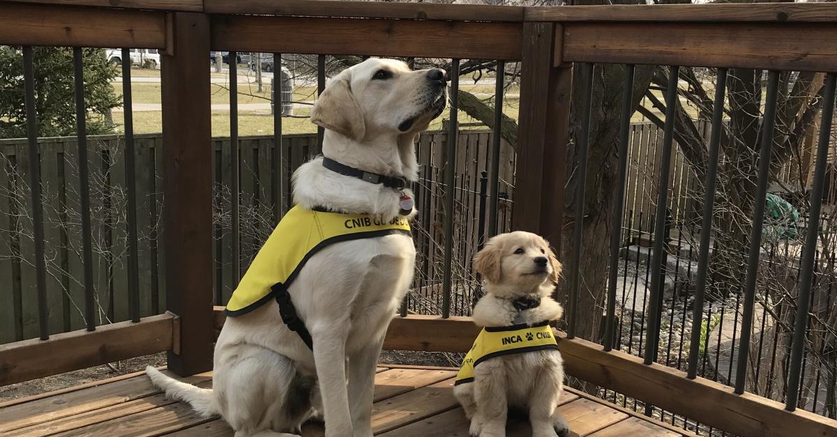 Inside Scoop: What it takes to train a guide dog | CNIB