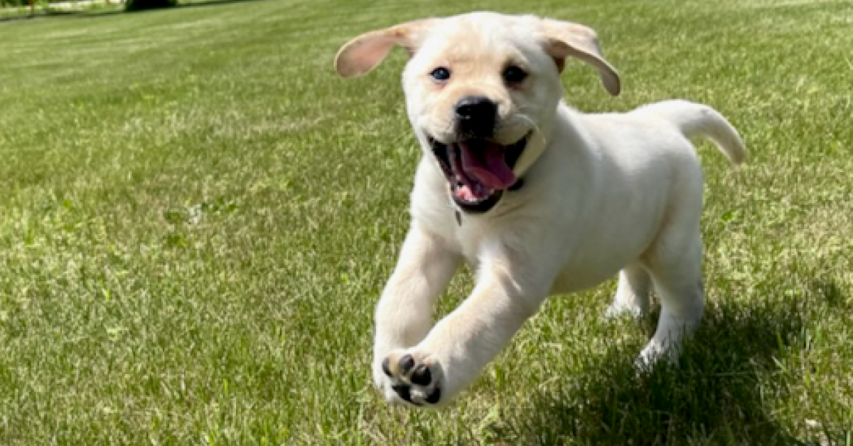 Puppy Pointers: Training Recall and Its Importance | CNIB