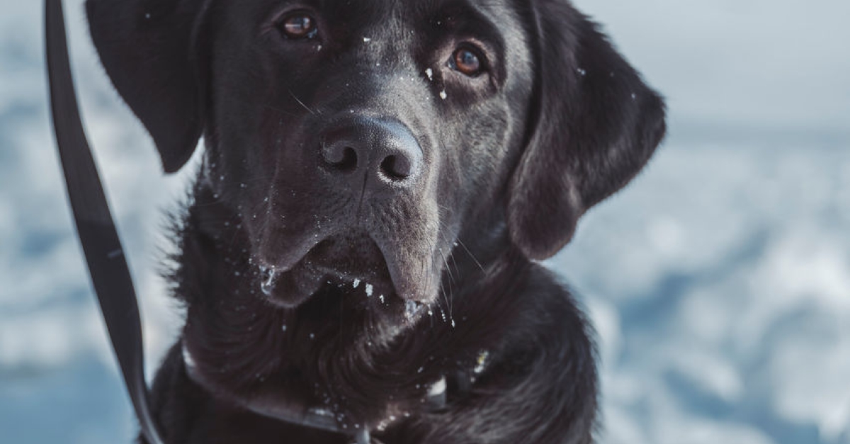 2025 Pup Crawl: Meet Three CNIB Guide Dog Pups + Q&A with Mary Crocker ...