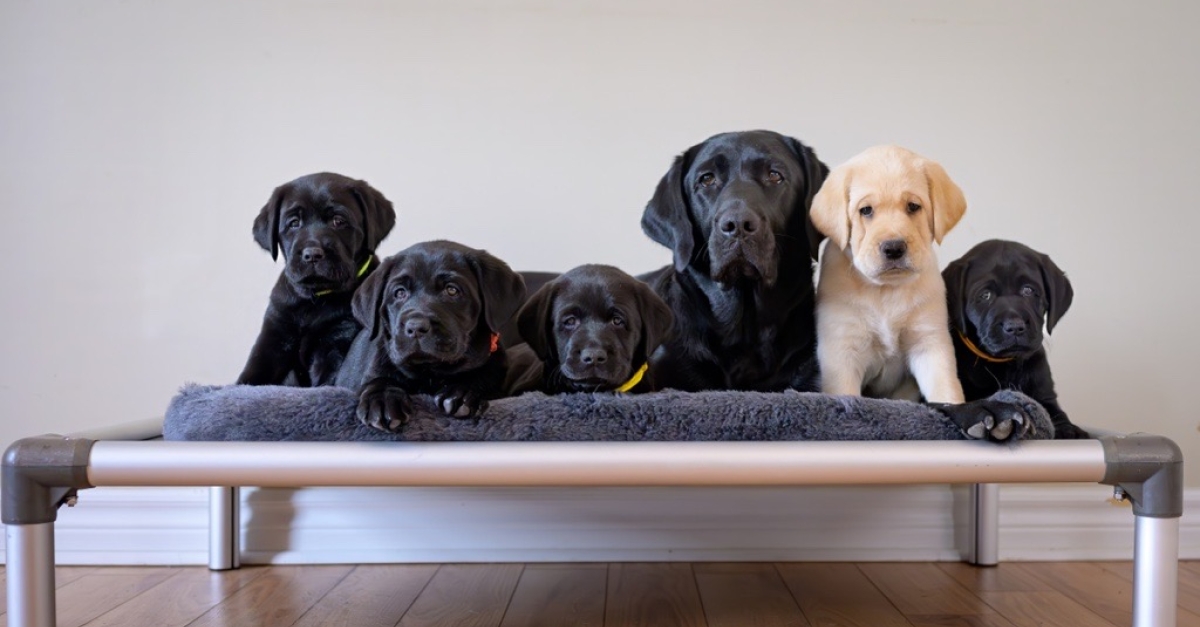 Meet Riley: Leading the Way for Future CNIB Guide Dogs | CNIB