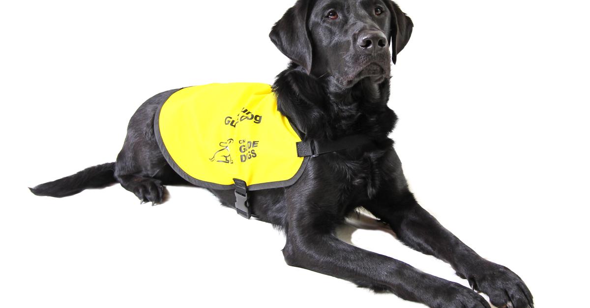 Guide dog etiquette | CNIB
