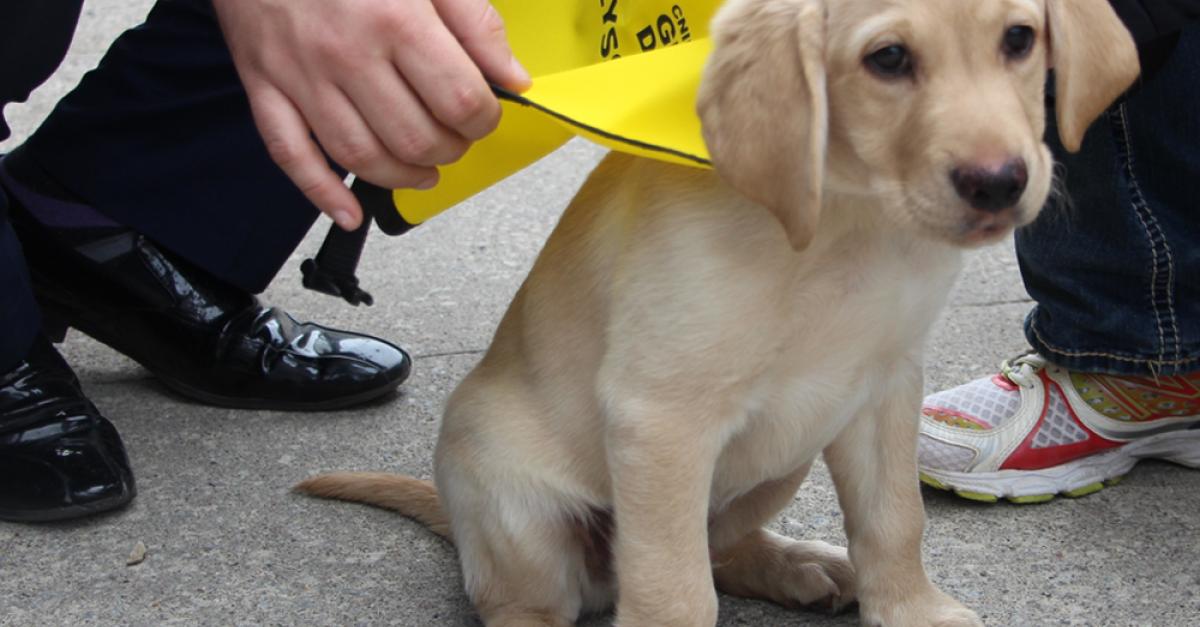 How to Accommodate a Guide Dog and their Handler | CNIB