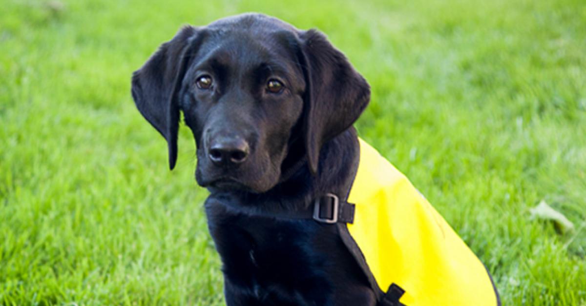 Sponsor CNIB Guide Dogs | CNIB