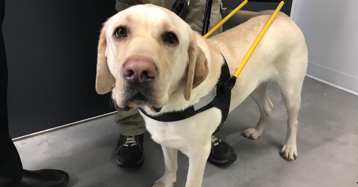 Guide Dog Programs in Canada | CNIB