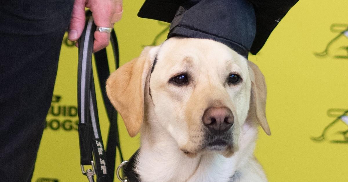 CNIB Guide Dogs' class of 2021 graduating on International Guide Dog ...