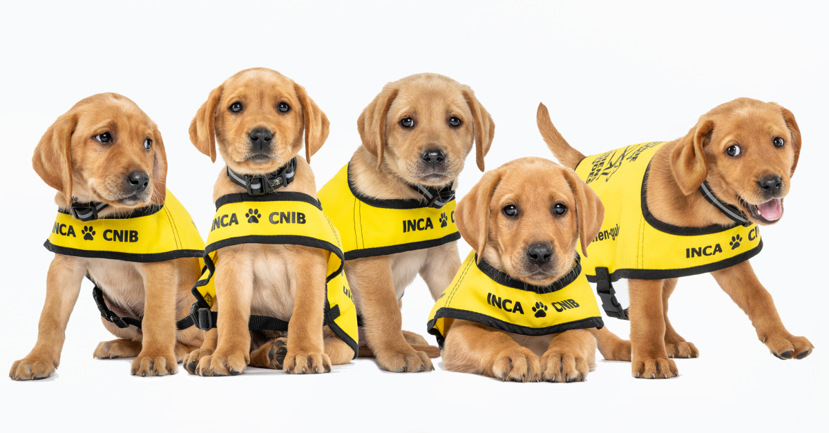 More puppy raisers needed as future CNIB Guide Dogs arrive in Halifax ...