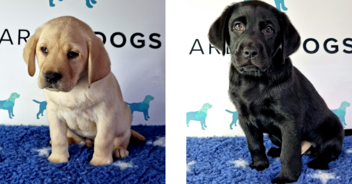 The Birks Family Foundation Generously Sponsors Two Future CNIB Guide ...