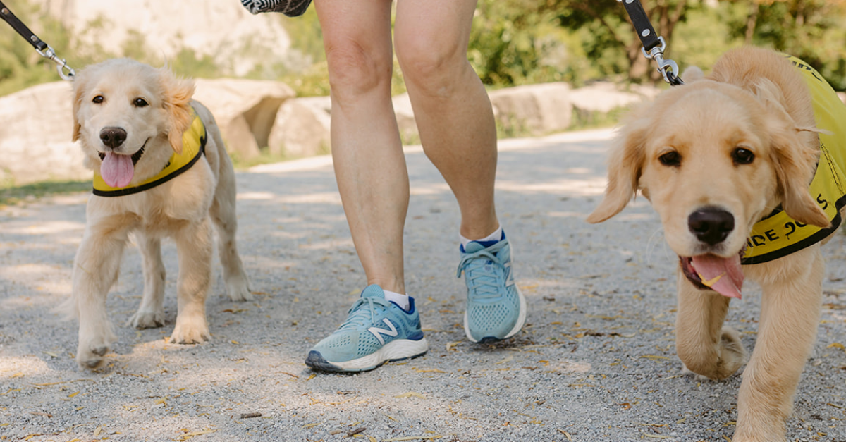 Save the date for the fourth annual CNIB Guide Dogs Pup Crawl! | CNIB
