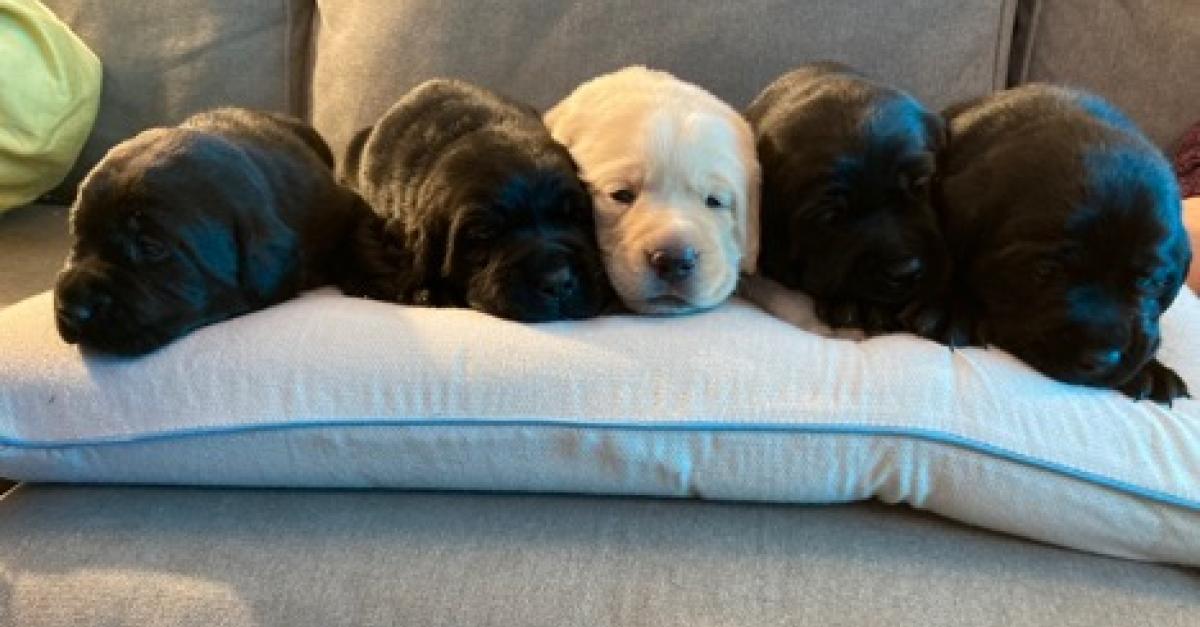 Meet CNIB Guide Dogs first litter of puppies! | CNIB