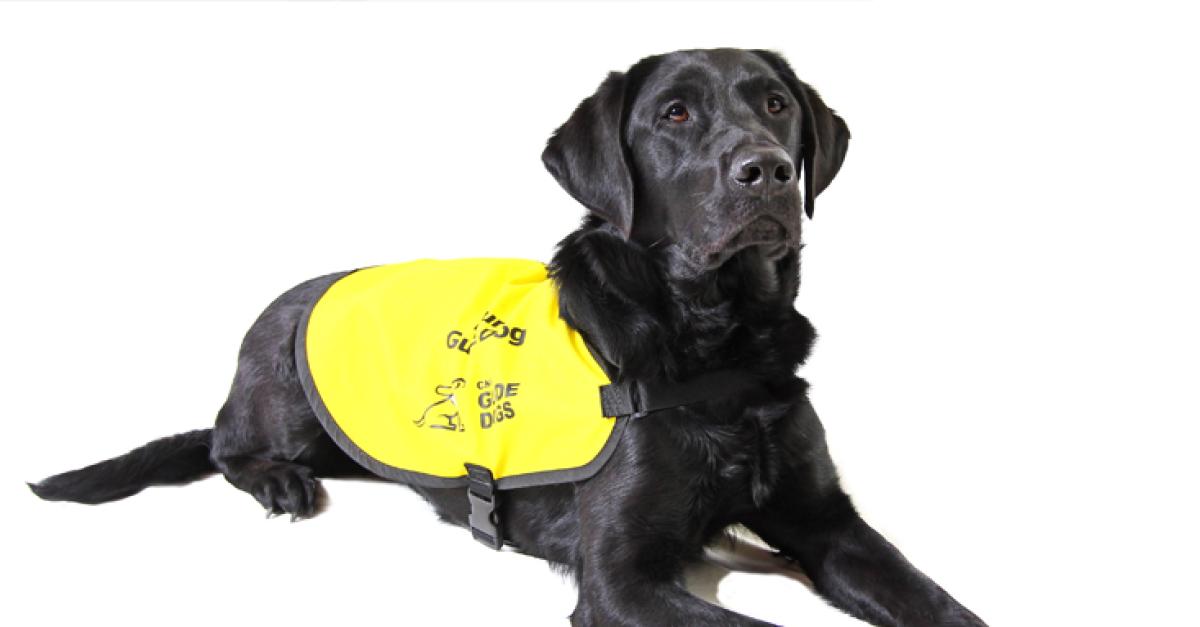 Guide Dog Assistance Fund | CNIB